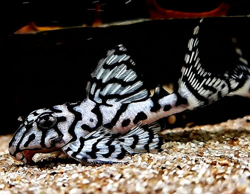 Zuchtbericht: L236 Wels (Hypancistrus sp.) – Ein exklusives Projekt