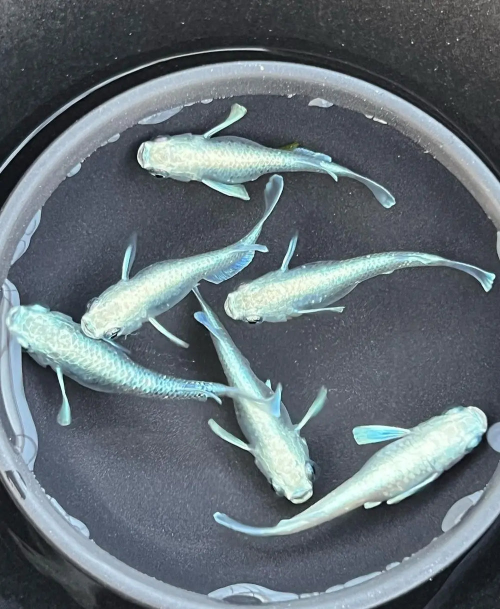 Ichthyo: Ursachen, Symptome und Behandlung bei Zierfischen