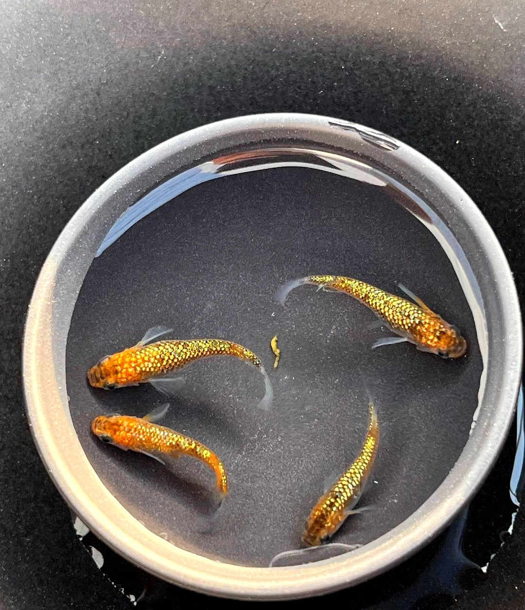 ⭐ Gold Lame Medaka kaufen | Aquatimo.de