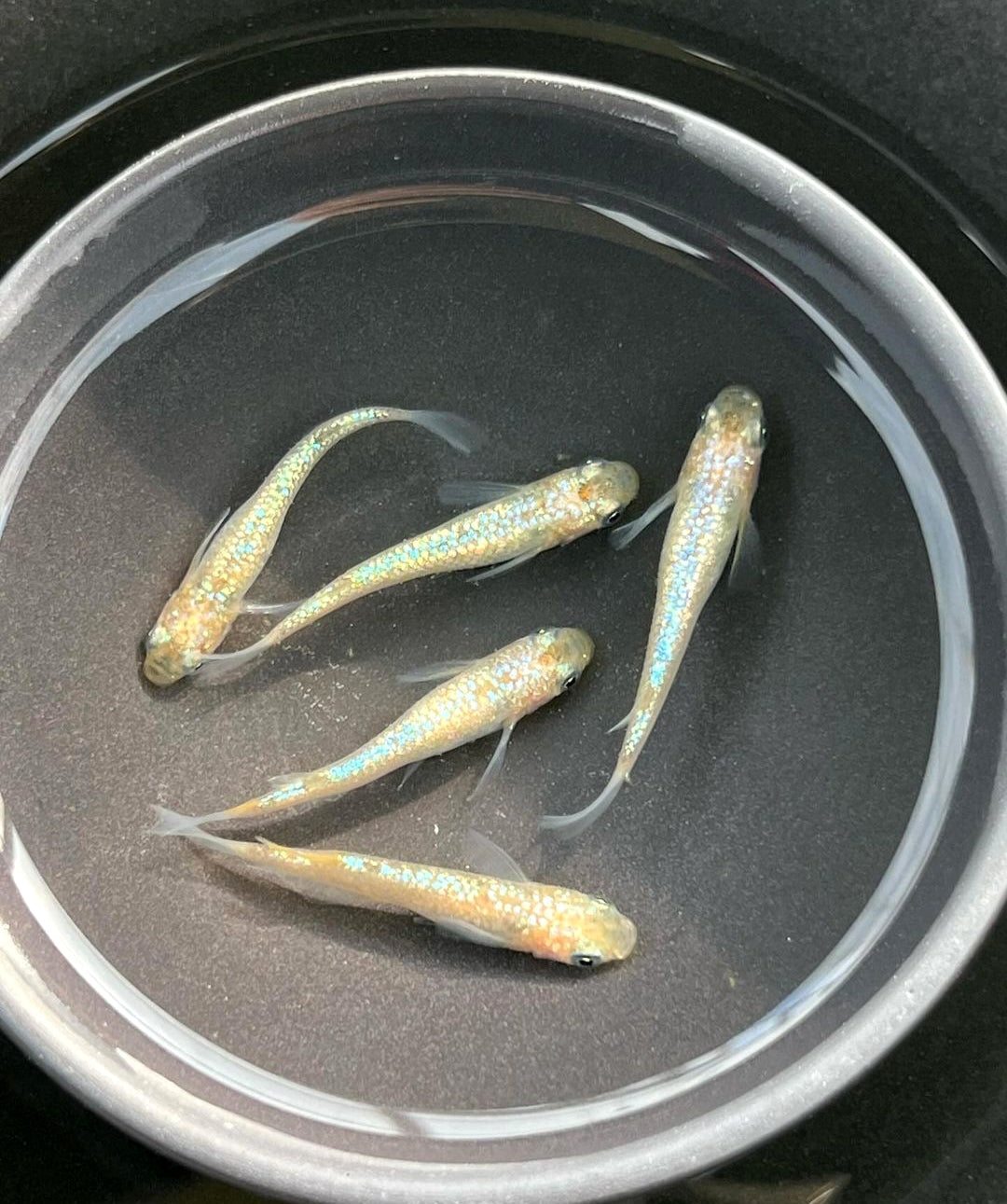 ⭐ Mettal White Medaka kaufen | Aquatimo.de