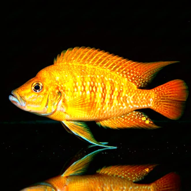 Altolamprologus compressiceps "Red Fin" – Der elegante Jäger mit feuer
