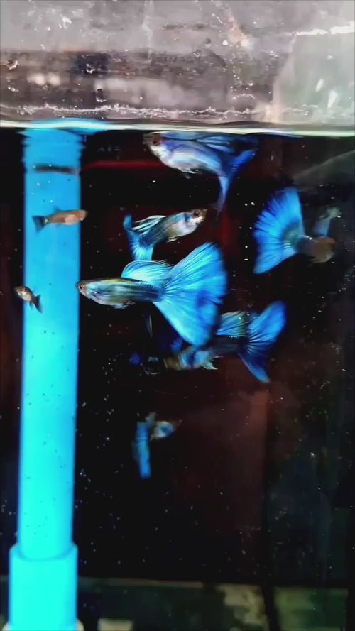 ⭐ Blue Moscow Guppys kaufen | Aquatimo.de