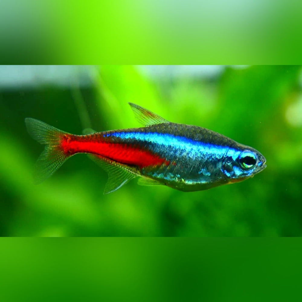 Ichthyo: Ursachen, Symptome und Behandlung bei Zierfischen