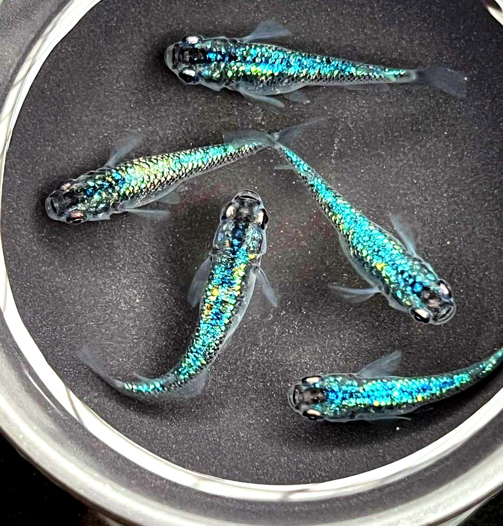 ⭐ Medaka kaufen | Aquatimo.de